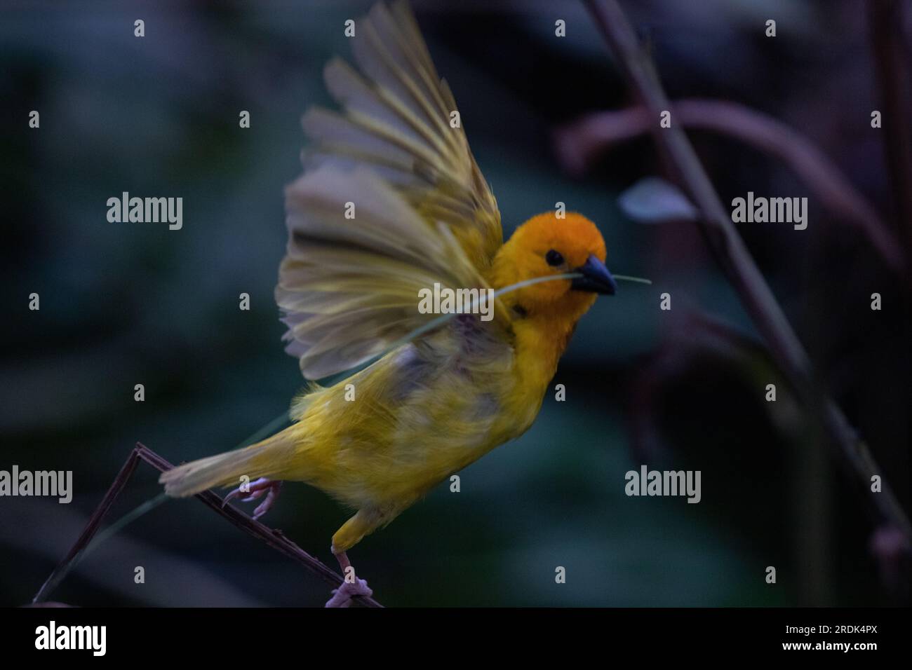 The weaver birds (Ploceidae) from Africa, also known as Widah finches ...