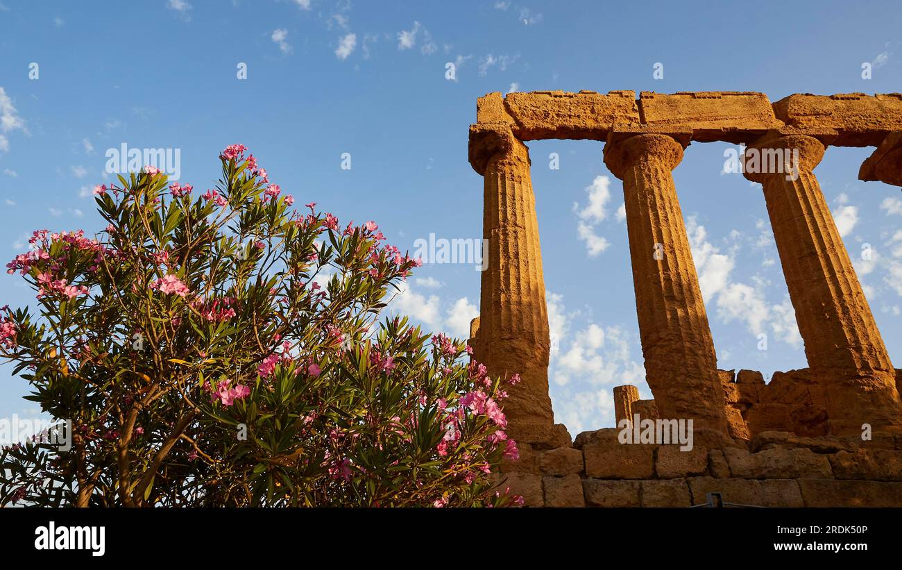 Evening light, row of columns, chapter, entablature, oleander bush ...