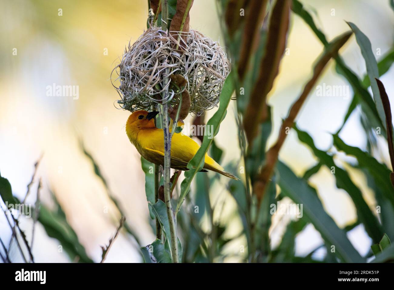 The weaver birds (Ploceidae) from Africa, also known as Widah finches ...