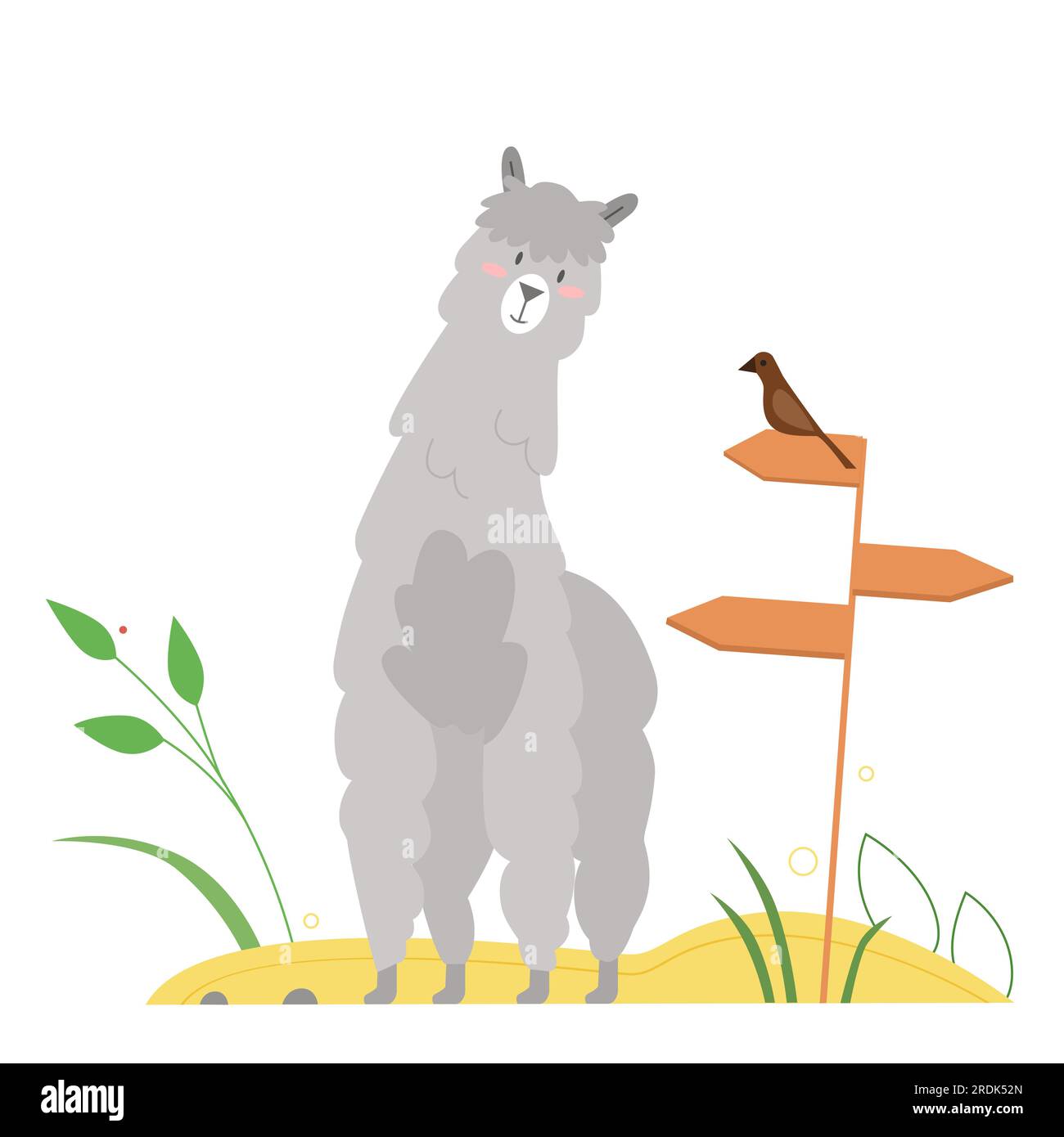 Cute llama alpaca. Camel animal family, fluffy lovely llama, lamoid ...