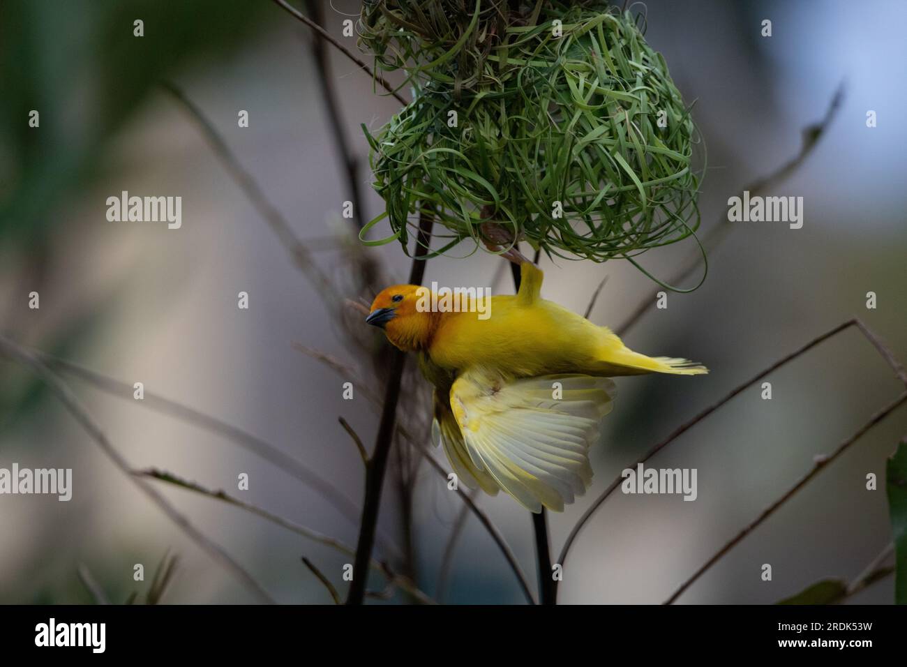 The weaver birds (Ploceidae) from Africa, also known as Widah finches ...