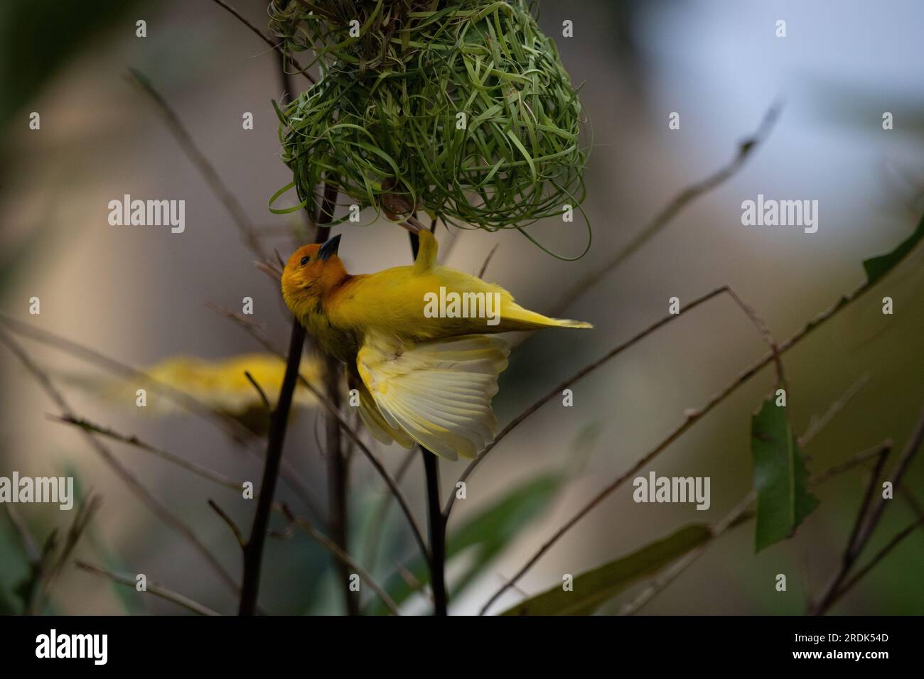 The weaver birds (Ploceidae) from Africa, also known as Widah finches ...