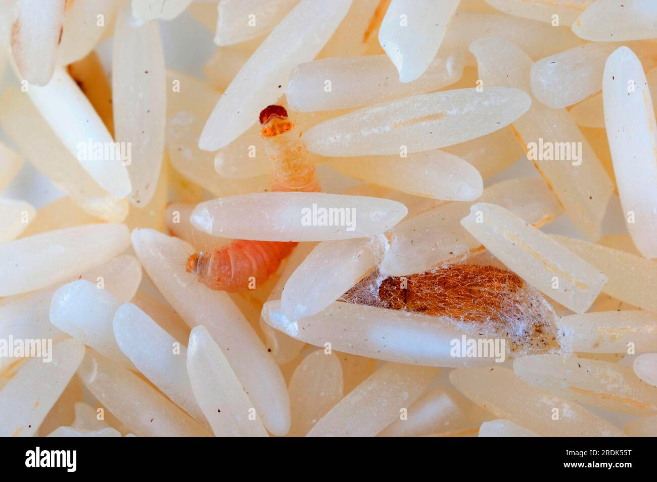 Rice pest caterpillar hi-res stock photography and images - Alamy