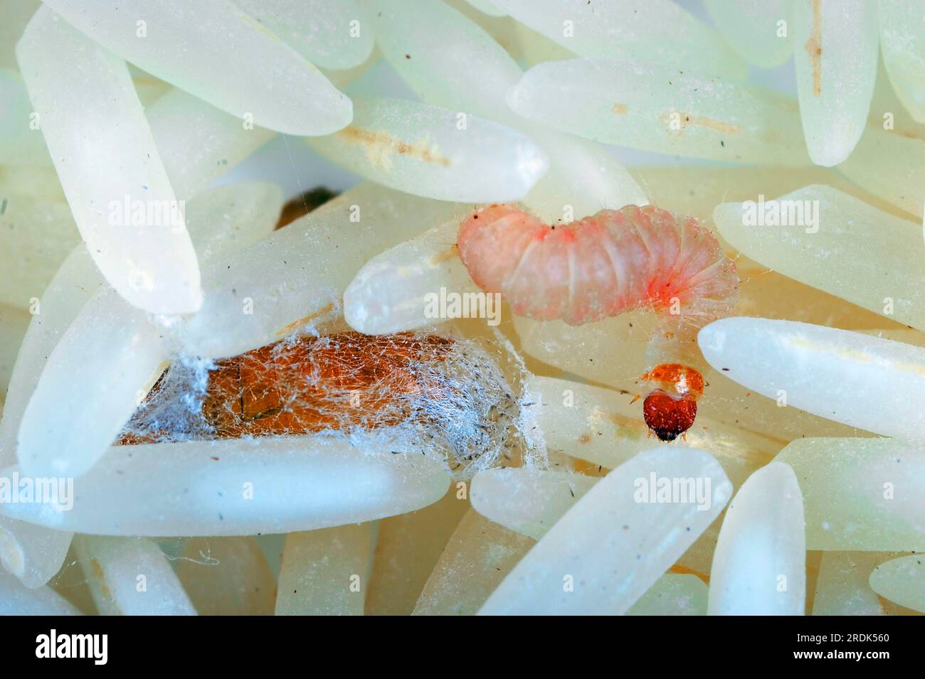 Indianmeal moth (Plodia interpunctella), caterpillar and pupa, in rice ...