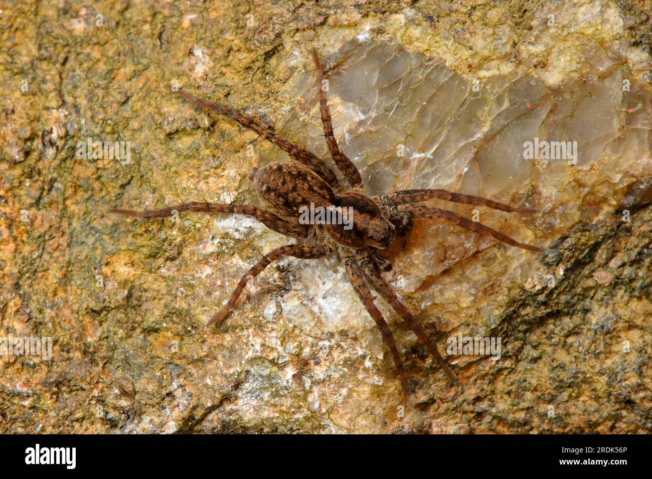Wolf spider germany hi-res stock photography and images - Alamy