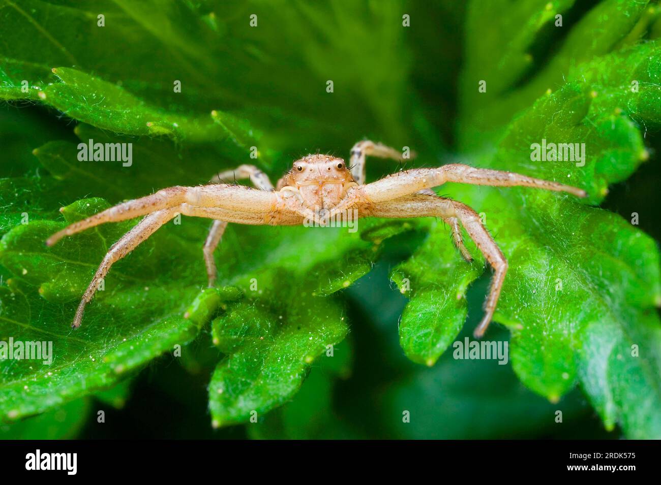 Northern spider crab hi-res stock photography and images - Alamy