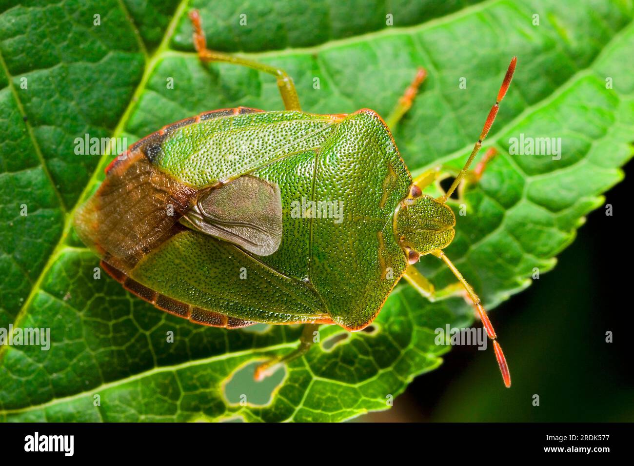Green stink bug, Schleswig-Hosltein (Common Green Shield), Germany ...