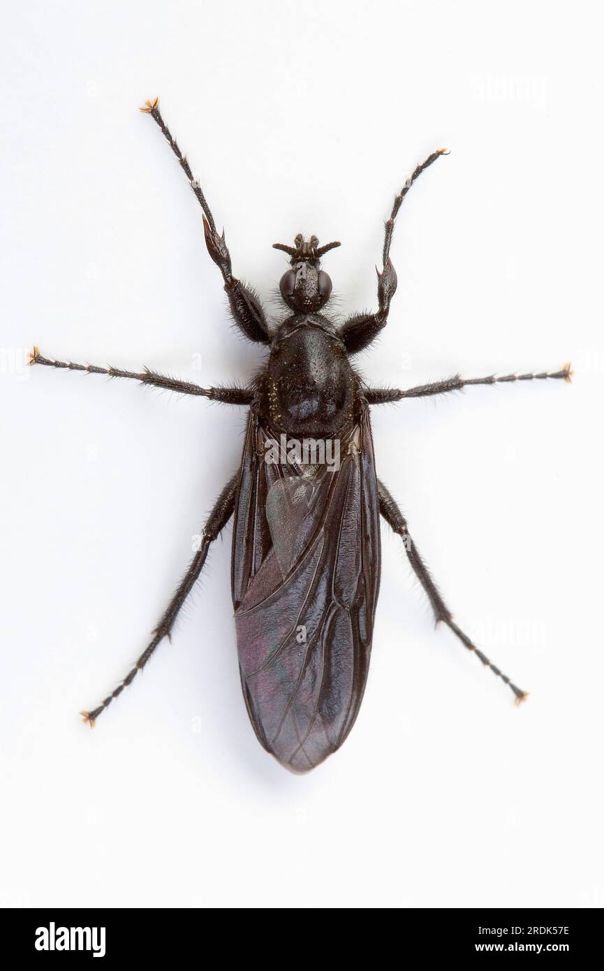 St marks fly march hi-res stock photography and images - Alamy