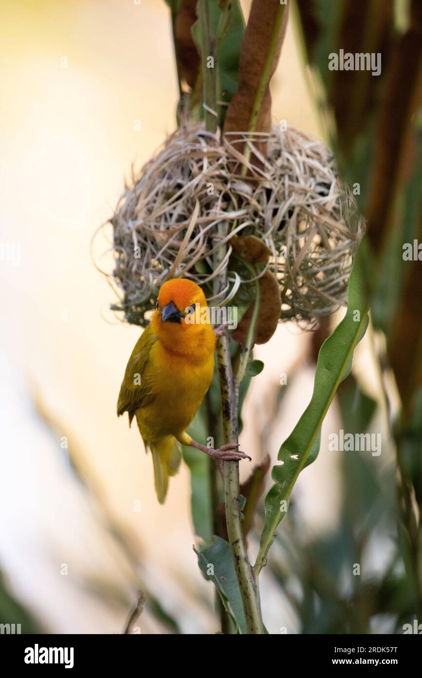 The weaver birds (Ploceidae) from Africa, also known as Widah finches ...