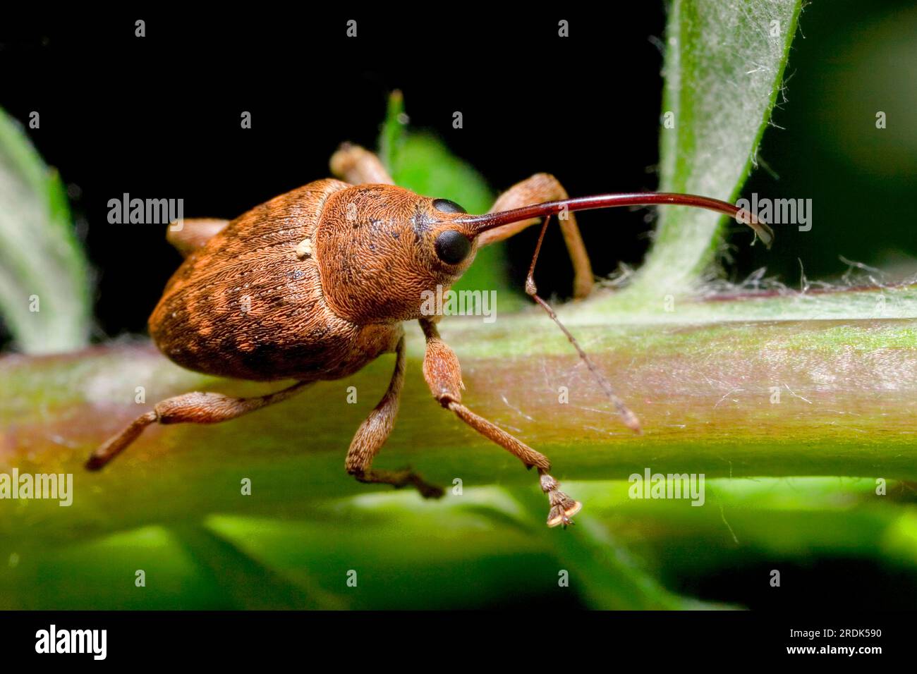 Nut weevil (Curculio nucum), weevil Stock Photo - Alamy