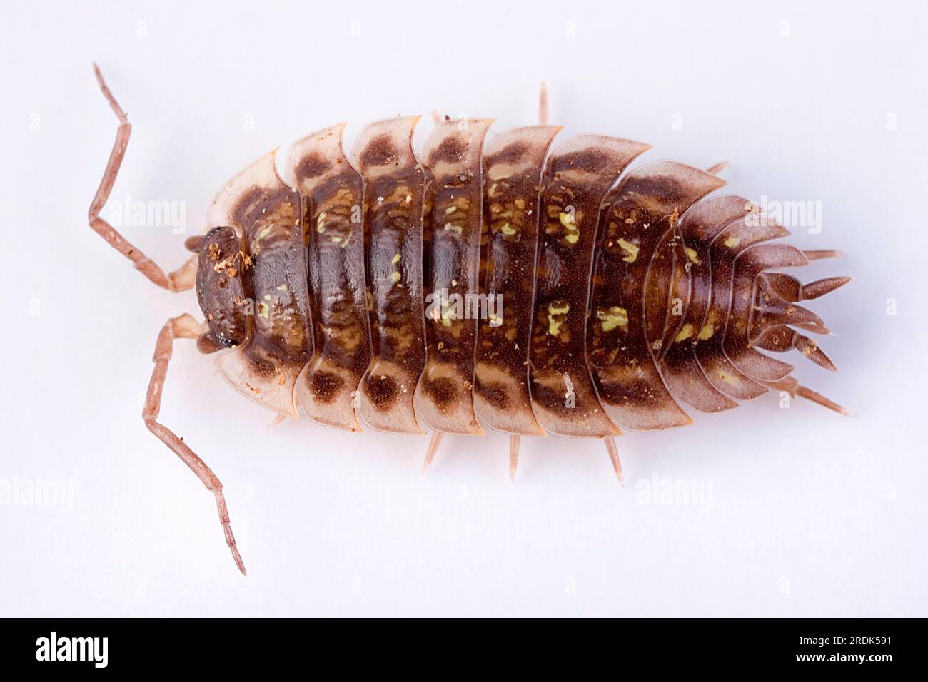Woodlouse (Armadillidium), mushroom bug, sow bug Stock Photo - Alamy