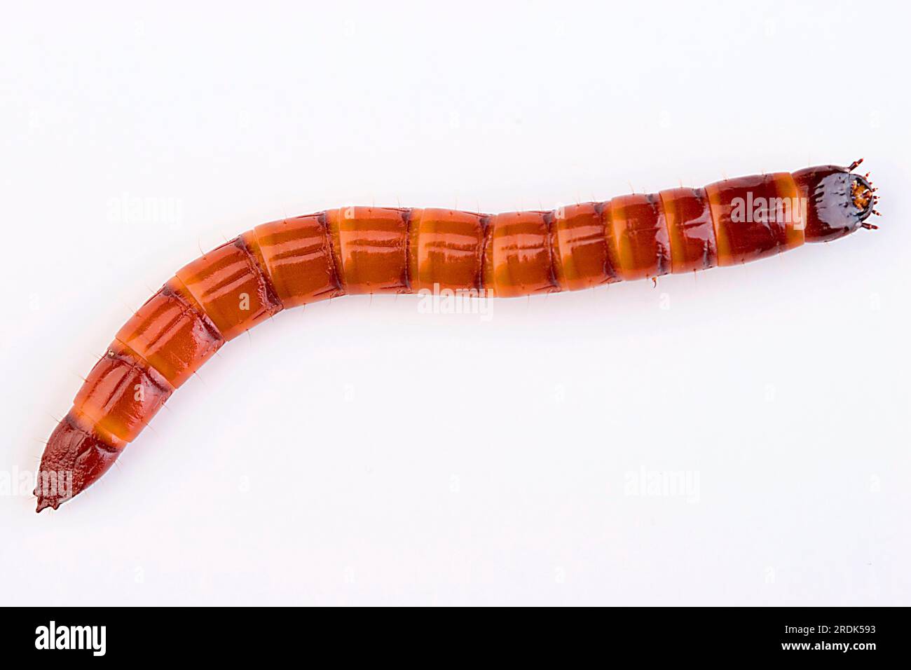 Black click beetle, larva (Athous niger Stock Photo - Alamy