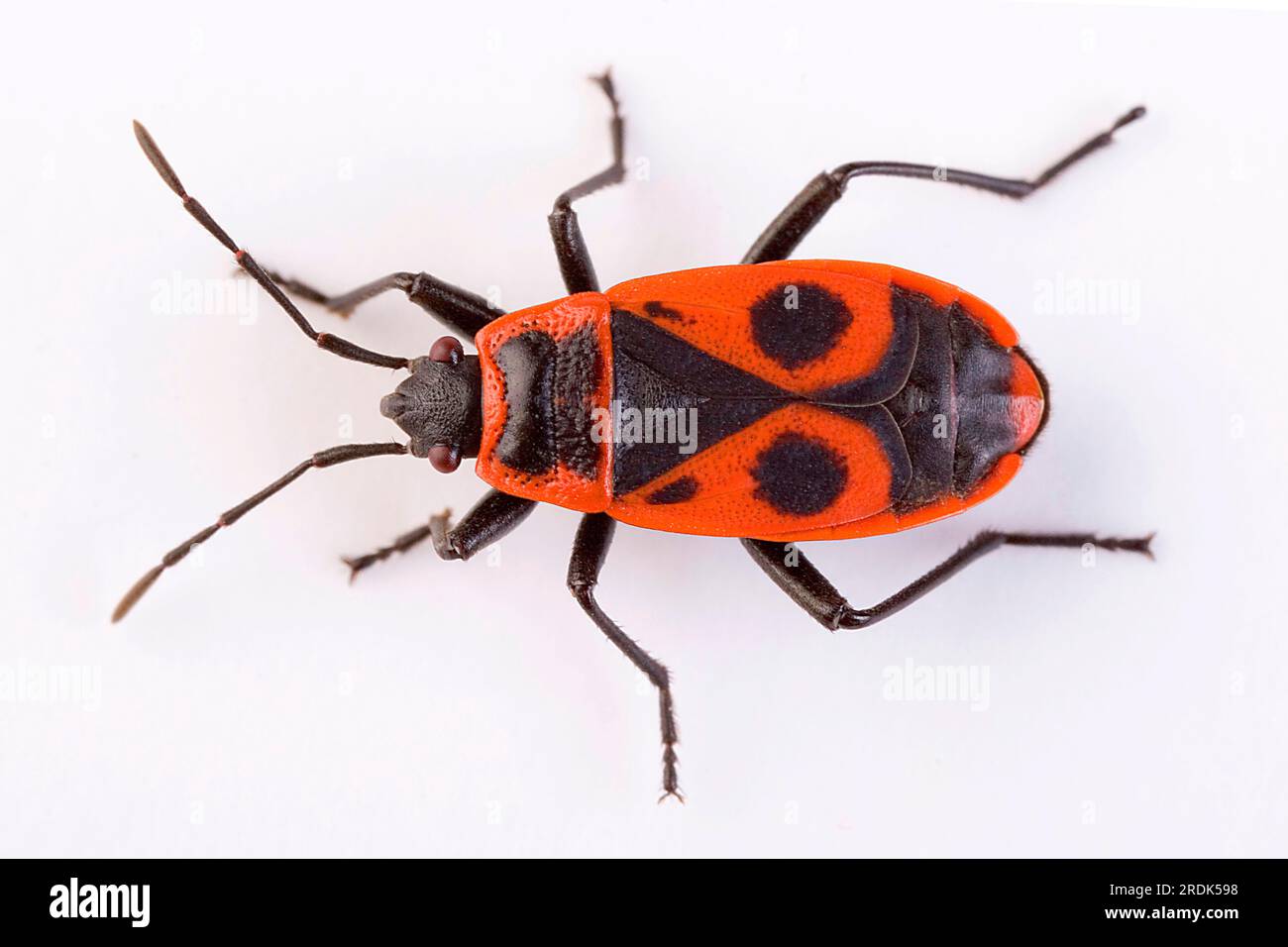 Fire bug (Pyrrhocoris apterus Stock Photo - Alamy