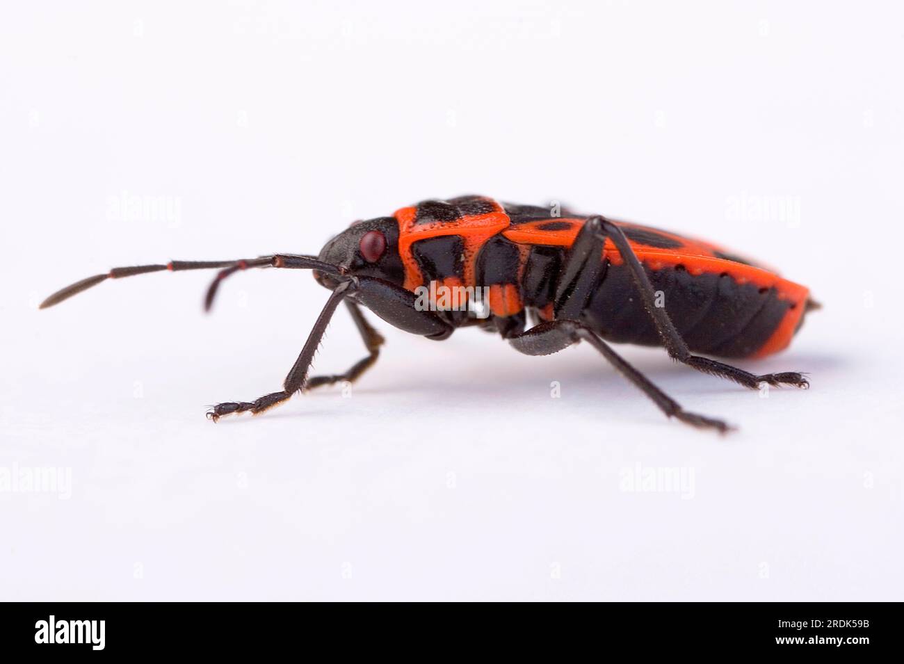 Fire bug (Pyrrhocoris apterus), Germany Stock Photo - Alamy
