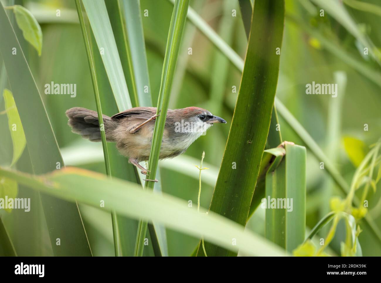 Chestnut-capped babbler(juvenile).chestnut-capped babbler is a ...