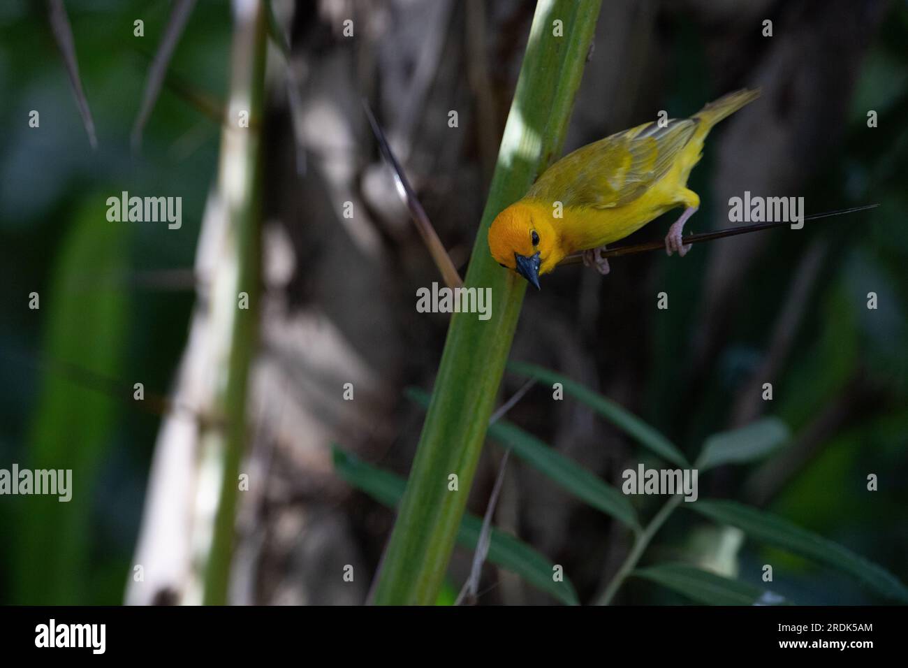 The weaver birds (Ploceidae) from Africa, also known as Widah finches ...