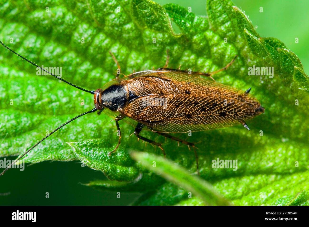 Wood cockroach (Ectobius lapponicus), Germany Stock Photo - Alamy