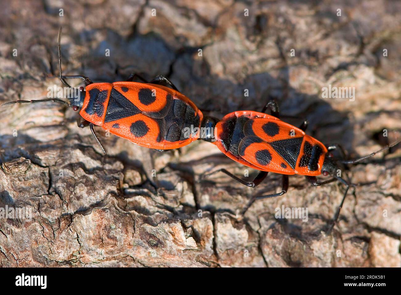 Fire bug (Pyrrhocoris apterus Stock Photo - Alamy