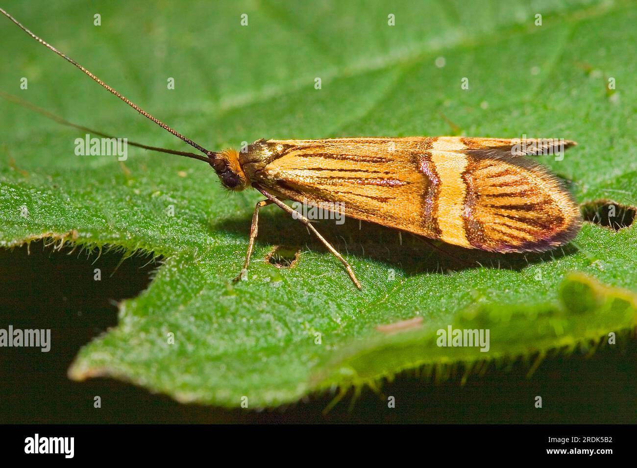Longhorn moth, Schleswig-Holstein (Nemophora degeerella), Germany Stock ...