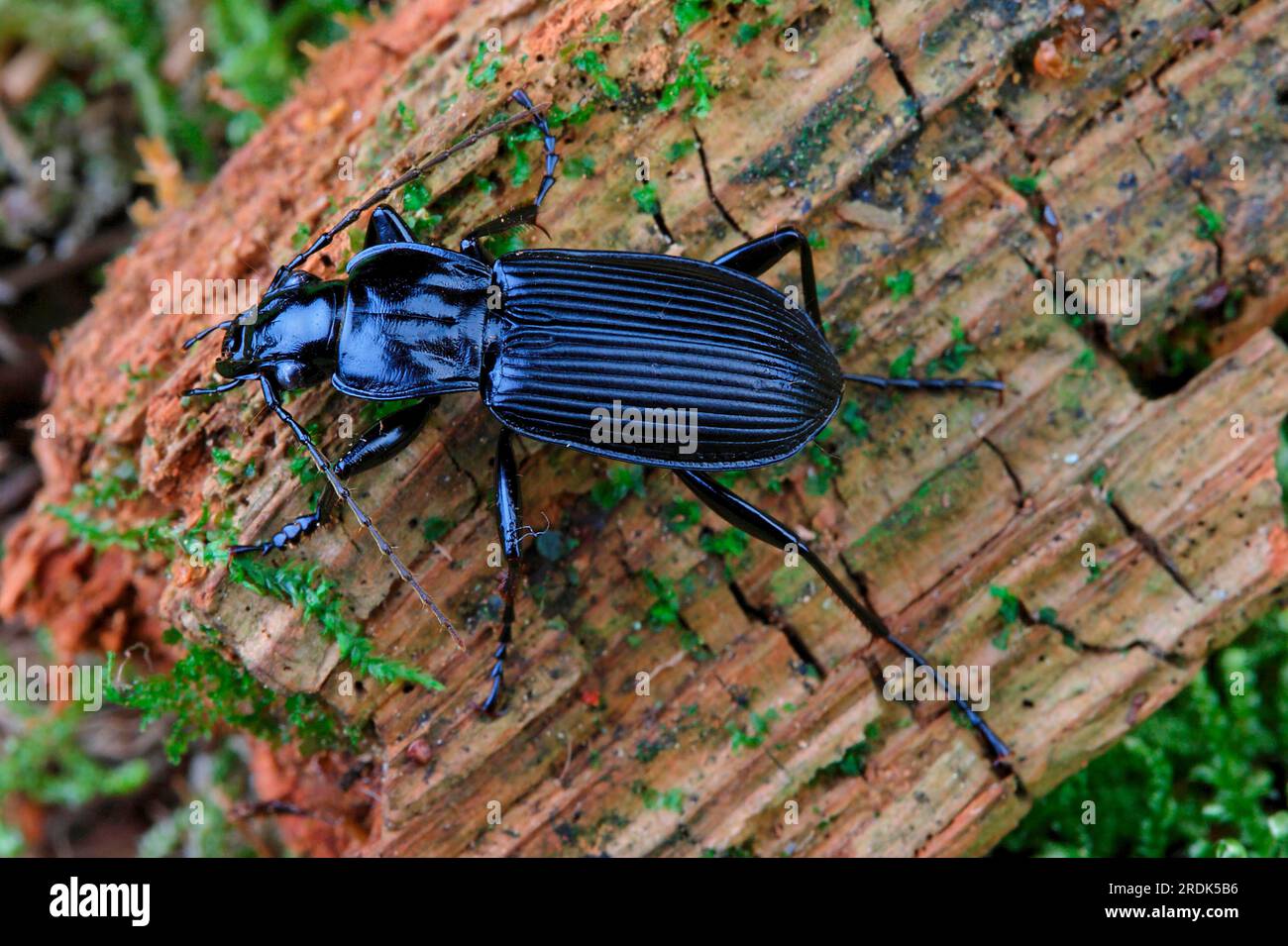 Black burying beetle (Pterostichus niger), Germany Stock Photo - Alamy