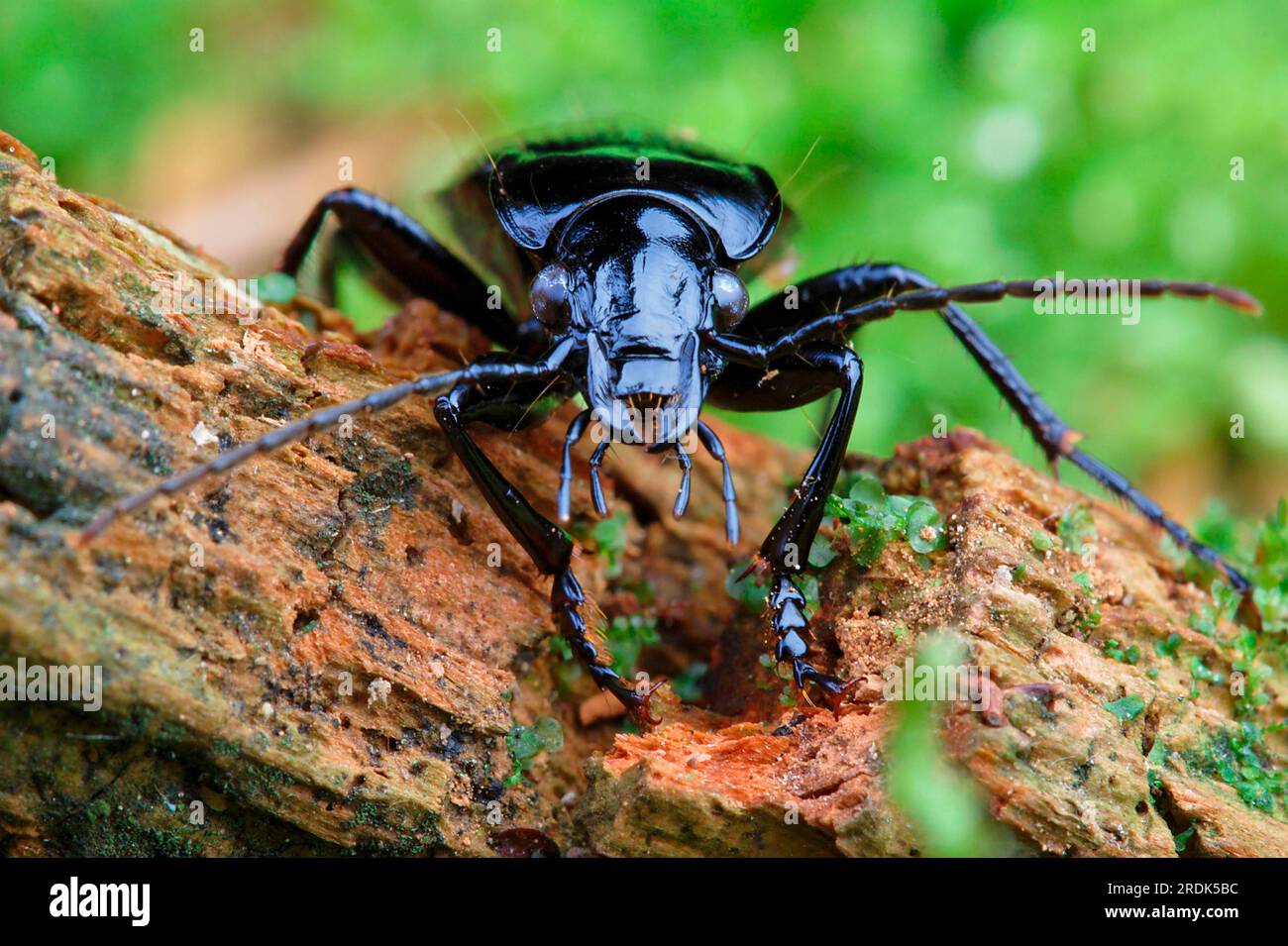 Black burying beetle (Pterostichus niger), Germany Stock Photo - Alamy