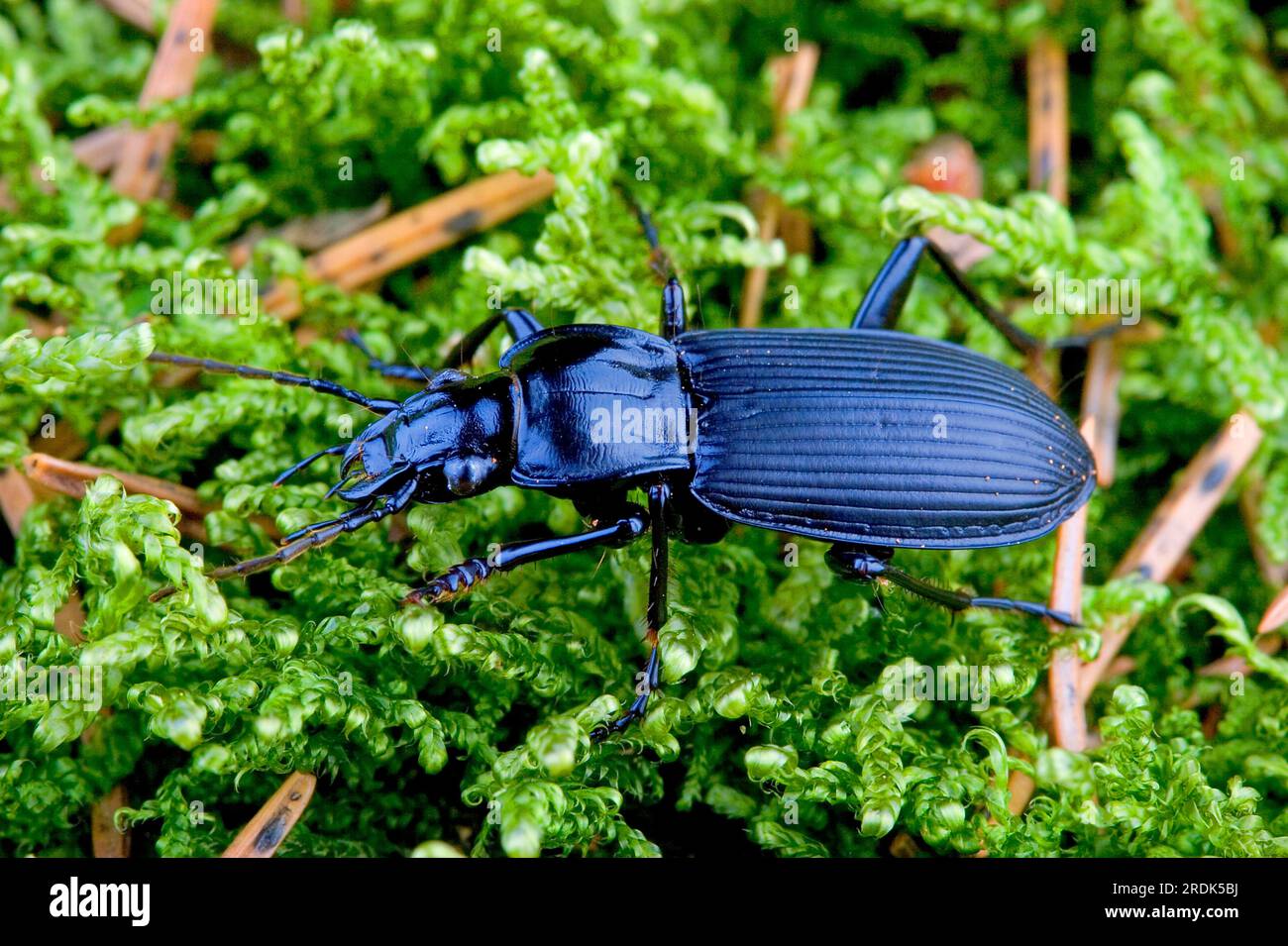 Pterostichus aethiops hi-res stock photography and images - Alamy