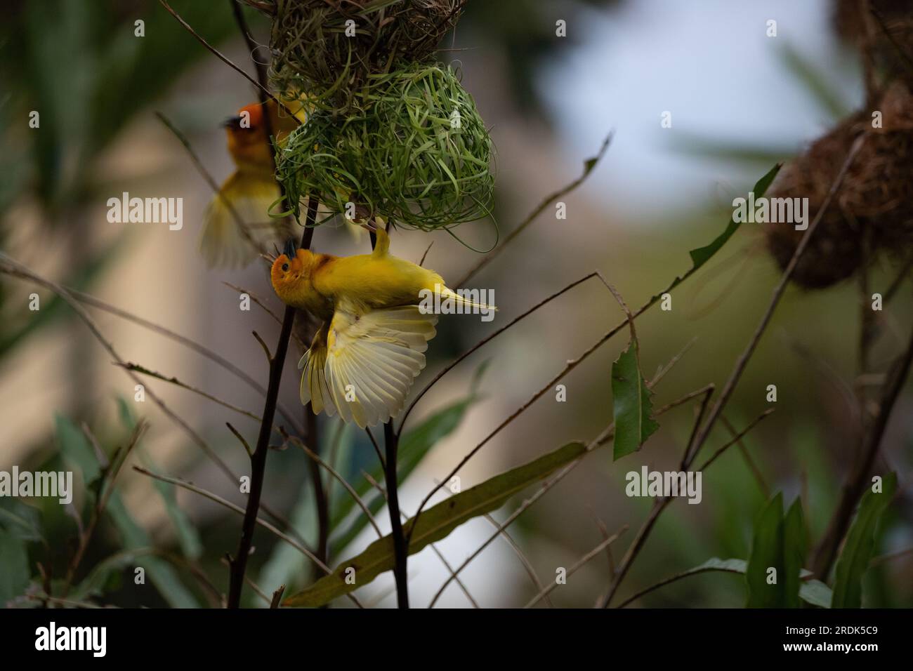 The weaver birds (Ploceidae) from Africa, also known as Widah finches ...