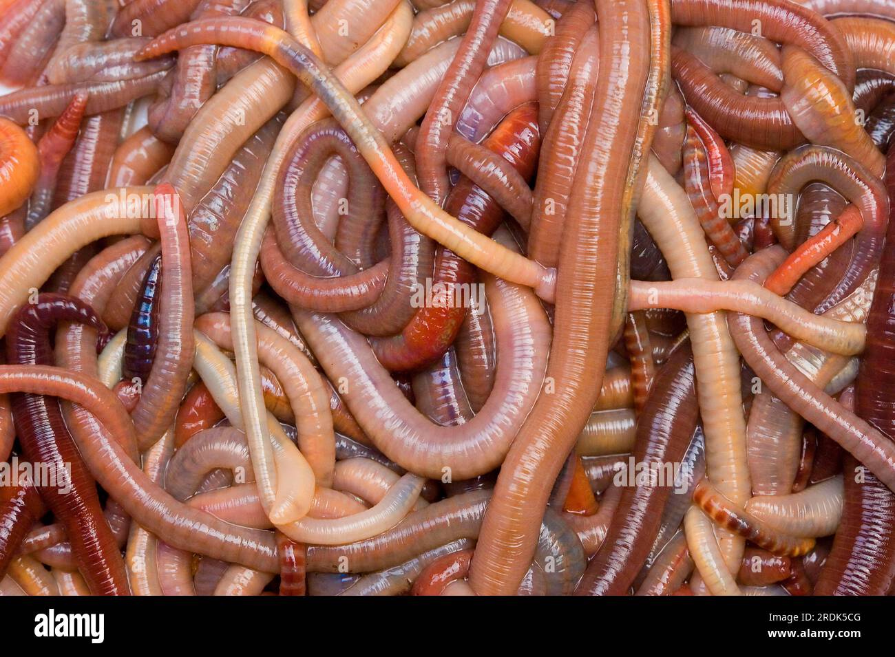 Common earthworms (Lumbricus terrestris), Germany Stock Photo - Alamy