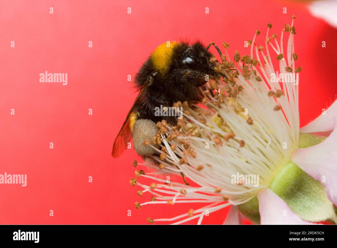 Large earth bumblebee (Bombus terrestris Stock Photo - Alamy