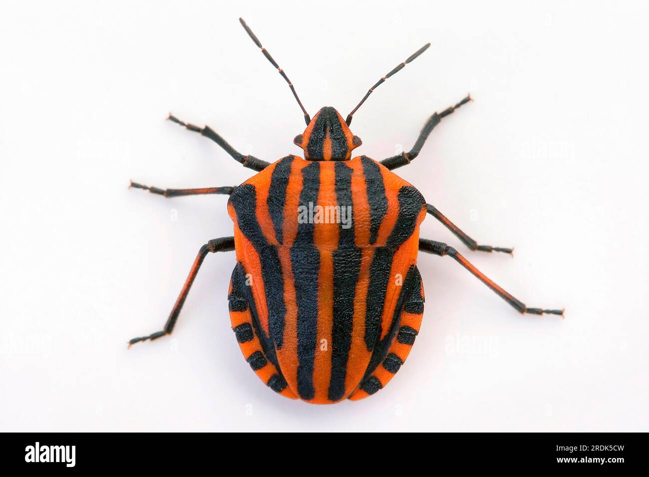 Striped shield bug hi-res stock photography and images - Alamy