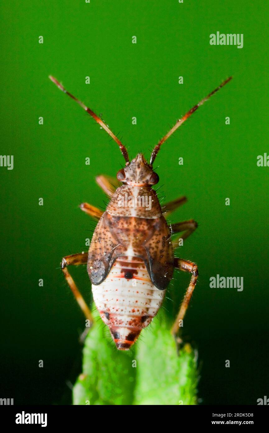 Bug view hi-res stock photography and images - Alamy