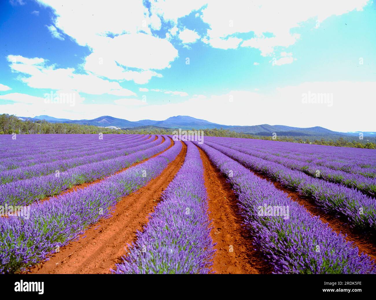 Lavender field, true common lavender (Lavandula angustifolia) Brittany ...