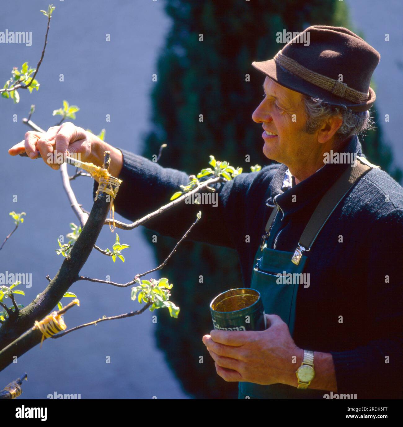 Fruit grower grafting trees, grafting Stock Photo - Alamy