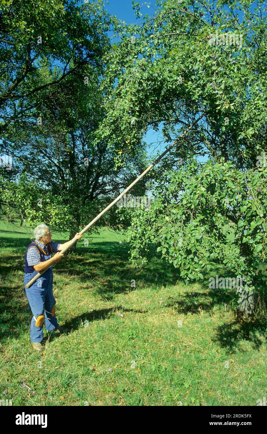 Shaking plum tree hi-res stock photography and images - Alamy