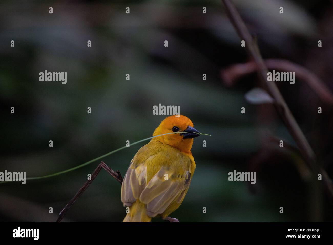 The weaver birds (Ploceidae) from Africa, also known as Widah finches ...