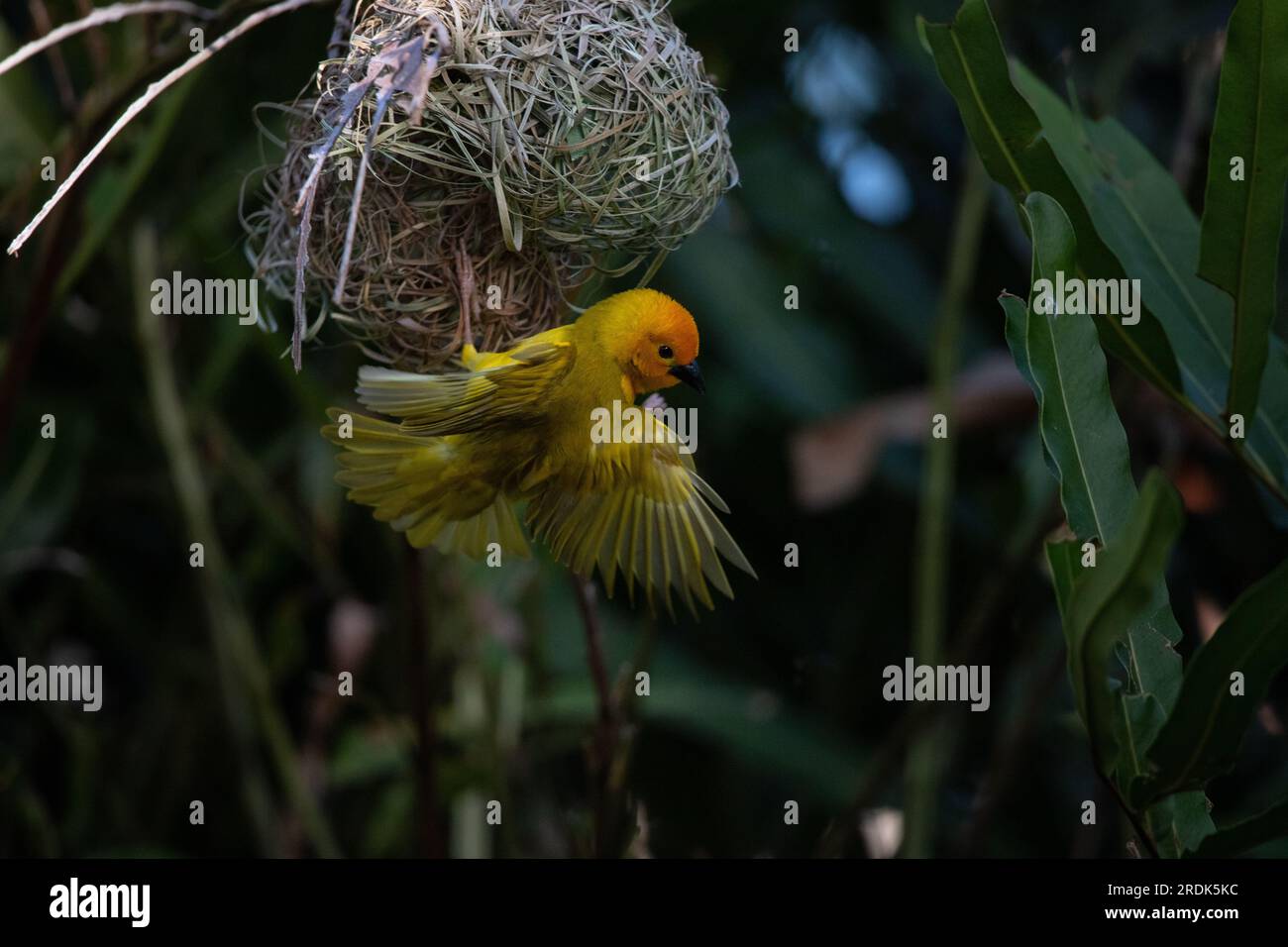 The weaver birds (Ploceidae) from Africa, also known as Widah finches ...