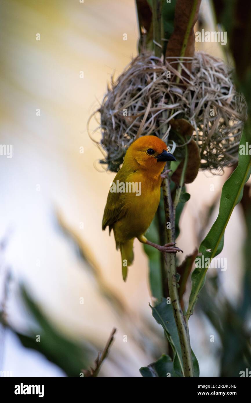 The weaver birds (Ploceidae) from Africa, also known as Widah finches ...