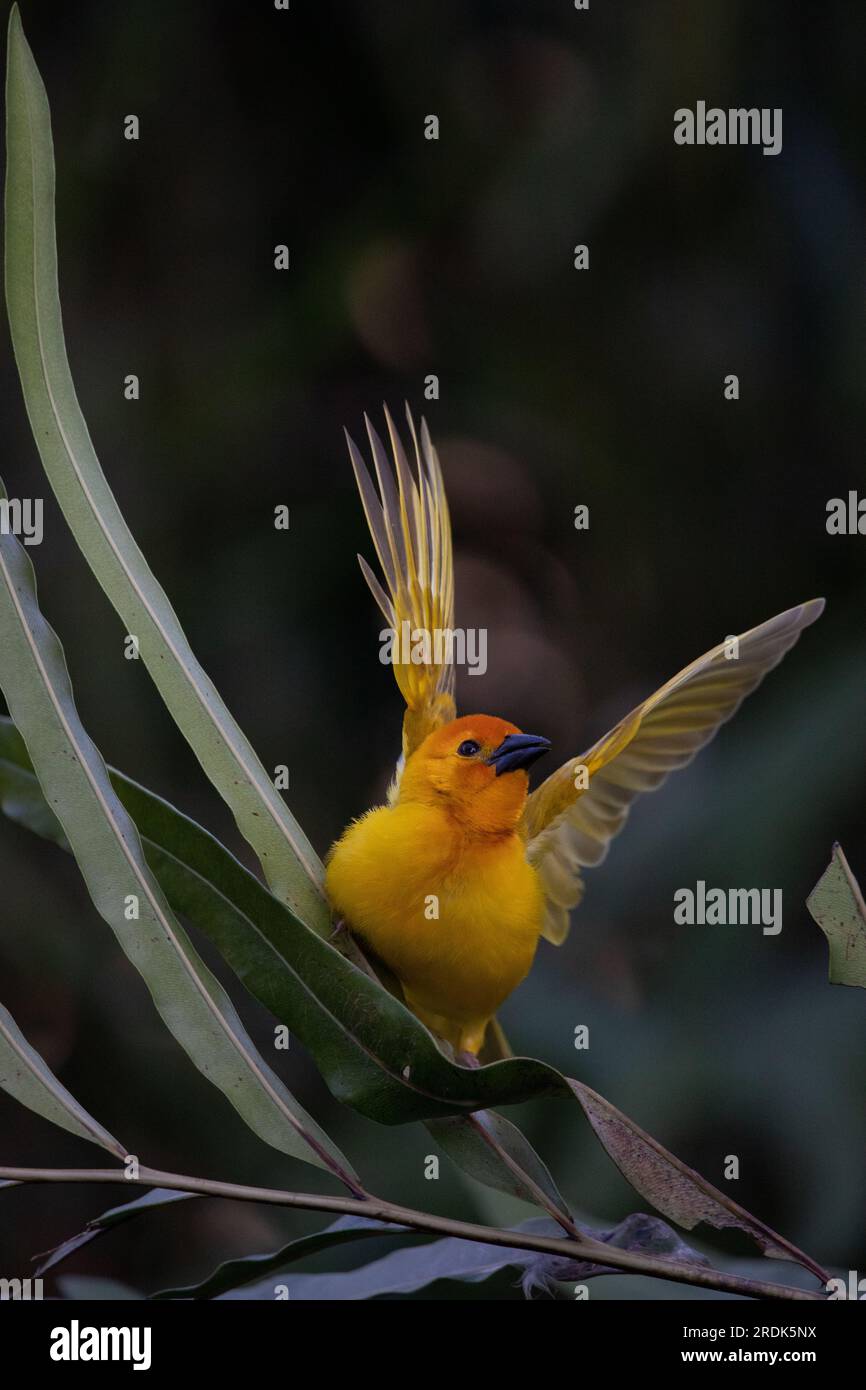 The weaver birds (Ploceidae) from Africa, also known as Widah finches ...