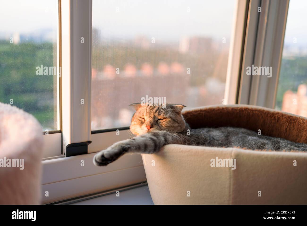 Kitten on window sill hi-res stock photography and images - Alamy