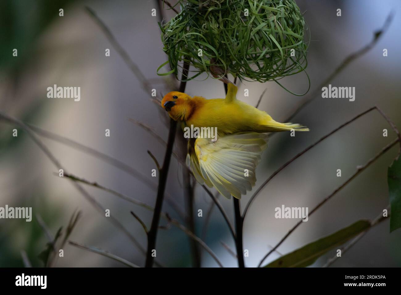 The weaver birds (Ploceidae) from Africa, also known as Widah finches ...