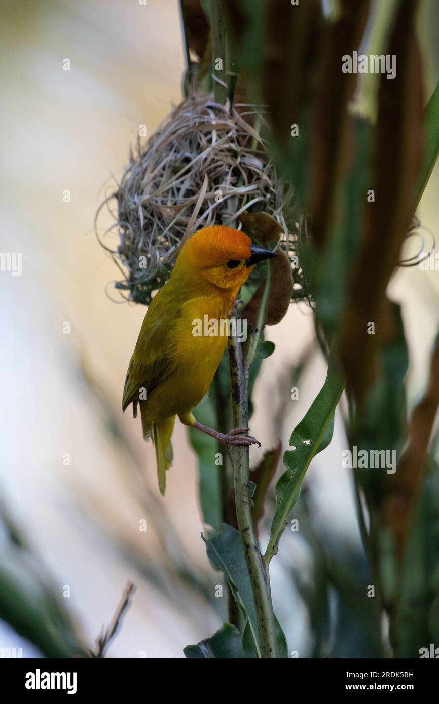 The weaver birds (Ploceidae) from Africa, also known as Widah finches ...