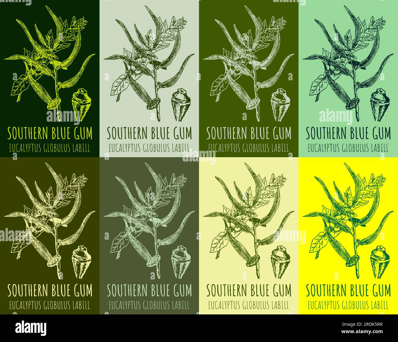 Set of vector drawing SOUTHERN BLUE GUM in various colors. The Latin ...