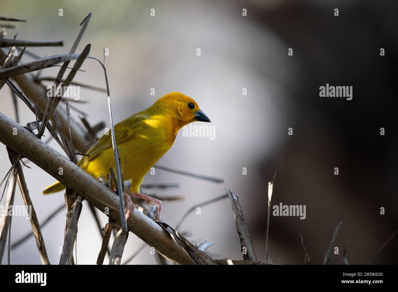 The weaver birds (Ploceidae) from Africa, also known as Widah finches ...