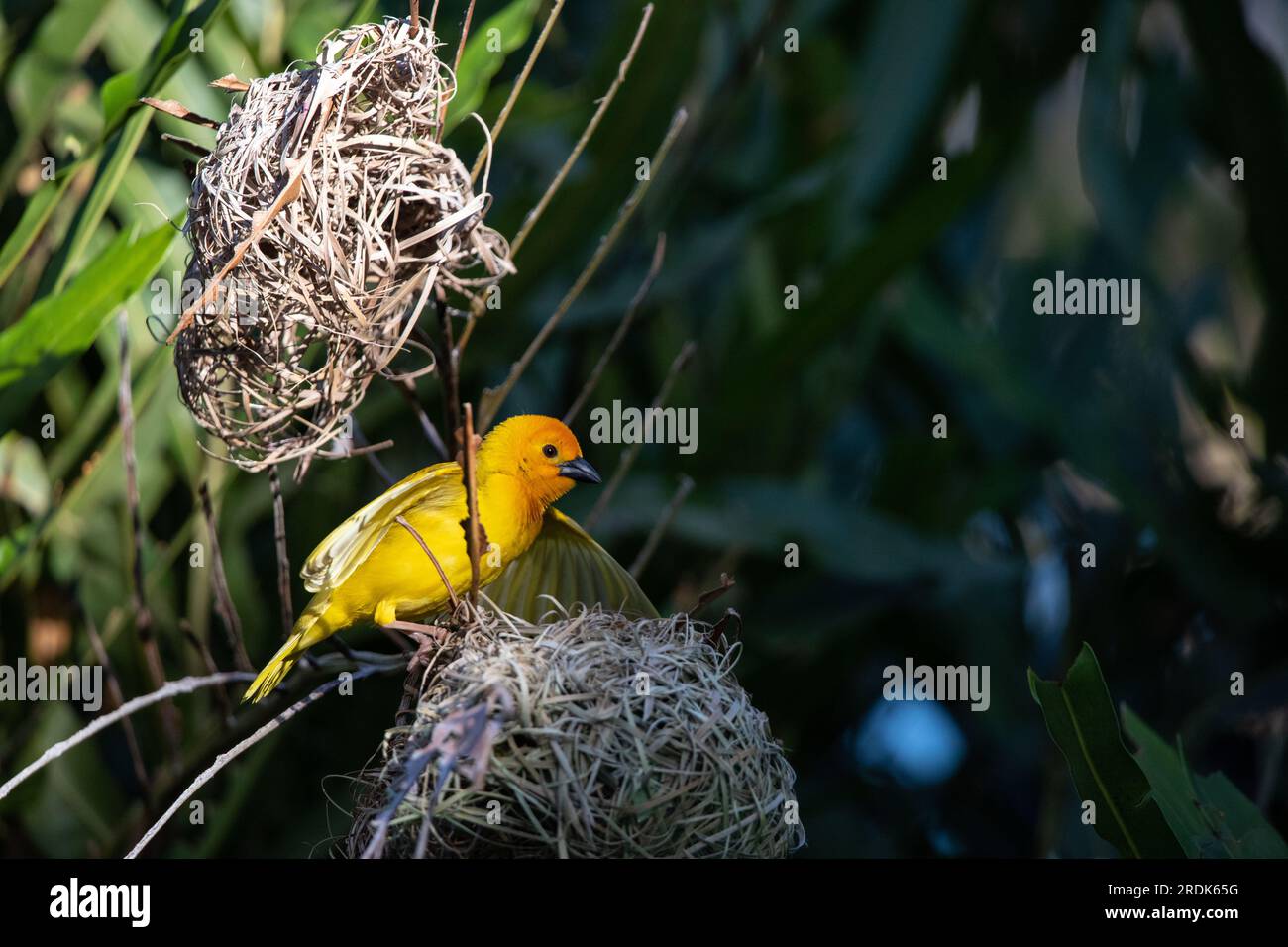 The weaver birds (Ploceidae) from Africa, also known as Widah finches ...