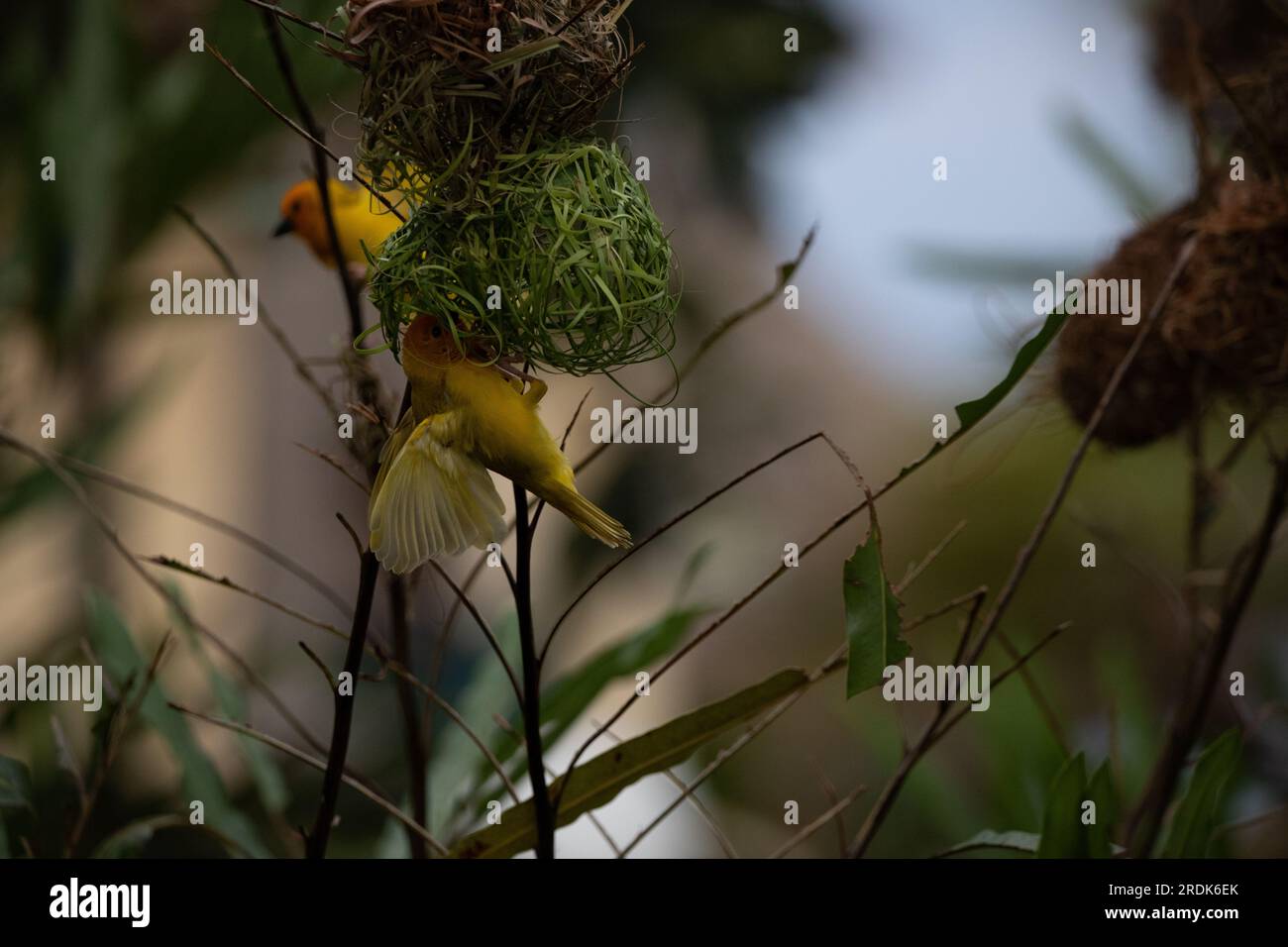 The weaver birds (Ploceidae) from Africa, also known as Widah finches ...