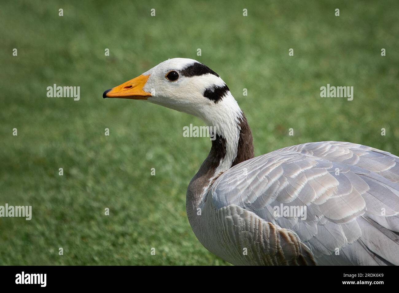 A close up portrait of the head and neck or a bar headed goose, Anser ...