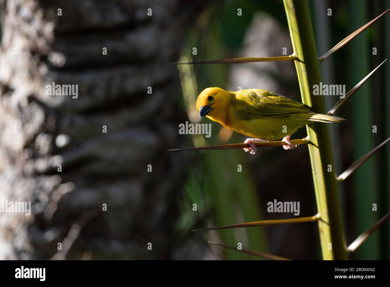 The weaver birds (Ploceidae) from Africa, also known as Widah finches ...