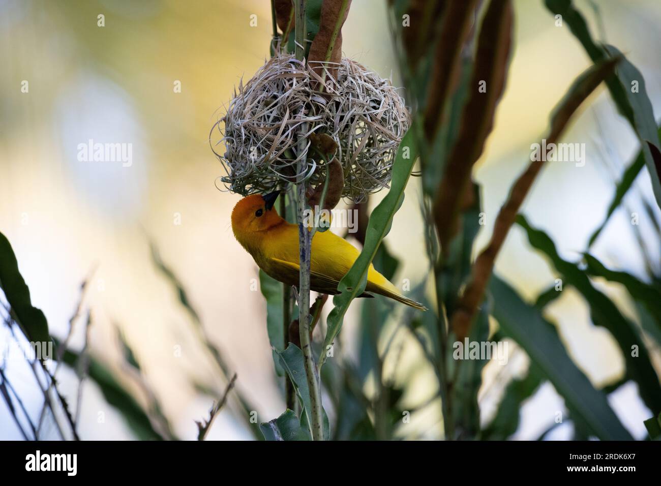 The weaver birds (Ploceidae) from Africa, also known as Widah finches ...