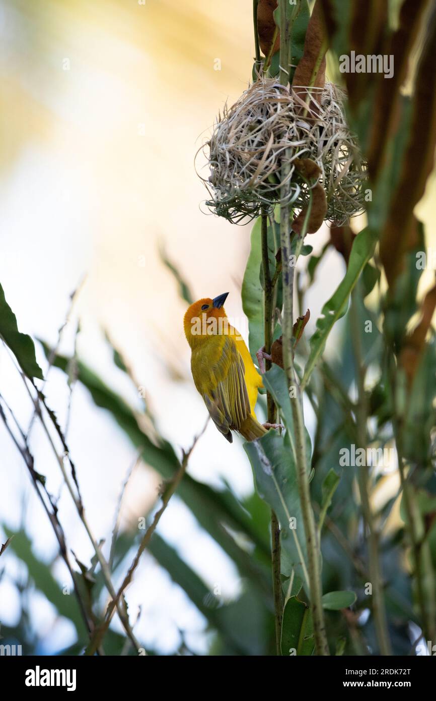 The weaver birds (Ploceidae) from Africa, also known as Widah finches ...