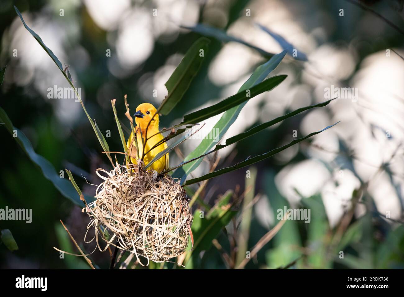 The weaver birds (Ploceidae) from Africa, also known as Widah finches ...